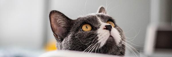 FIP Treatment: First 7 Days Survival Guide & Warning Signs – MaxPaw