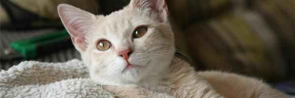 Modern FIP Treatment Guide: Effective Solutions for Your Cat's Health ...