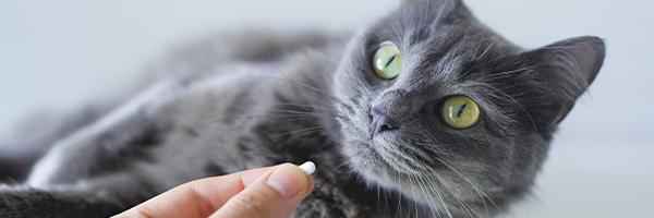 Tablet Size Coating FIP Treatment: Key Factors for Effectiveness – MaxPaw