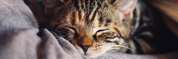Is FIP Contagious in Cats? What Every Cat Owner Should Know – MaxPaw