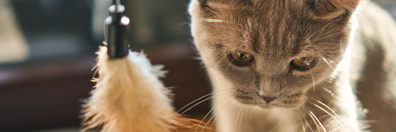 What Causes FIP in Cats? Understanding Feline Coronavirus Mutation – MaxPaw