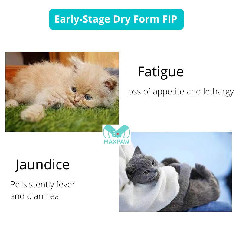 MaxPaw | Pet Meds and Free Cat FIP Diagnosis