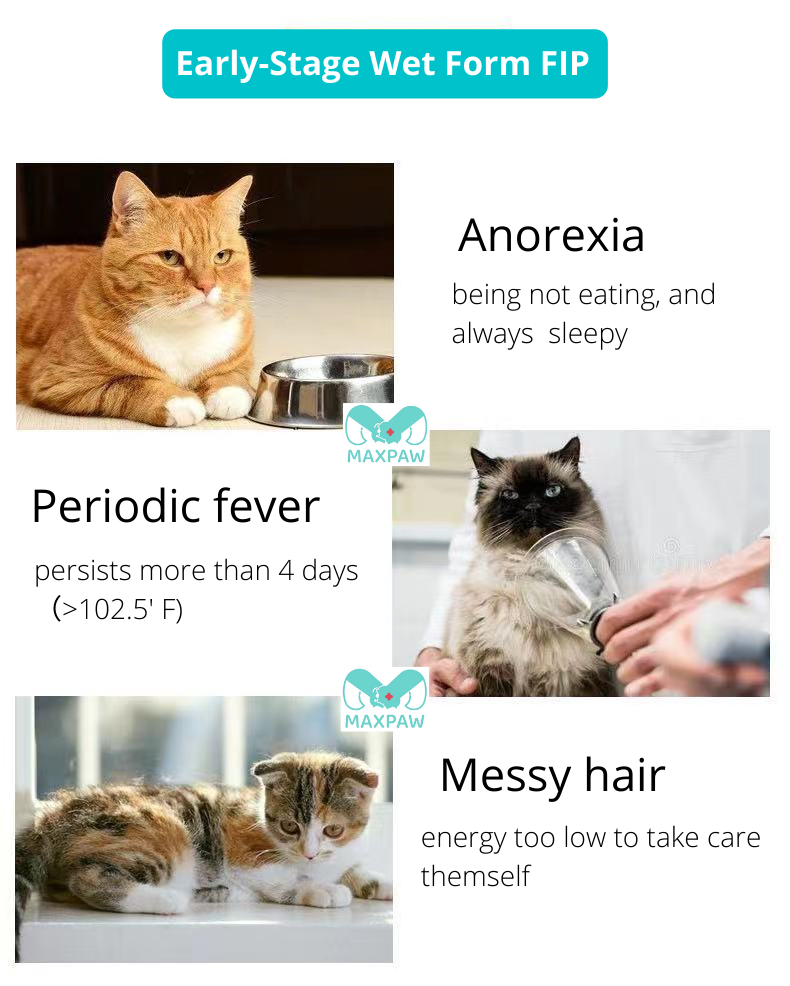 MaxPaw | Pet Meds and Free Cat FIP Diagnosis