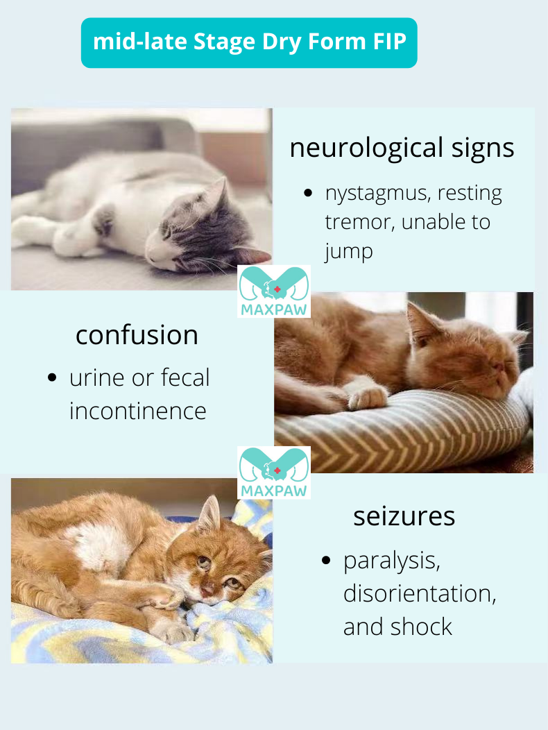 MaxPaw | Pet Meds and Free Cat FIP Diagnosis
